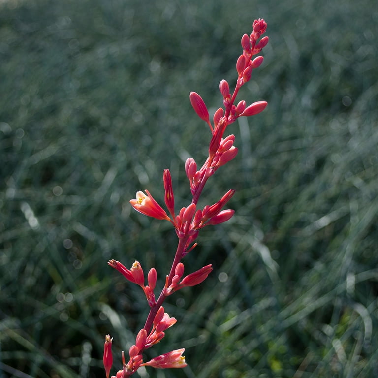 Red Yucca Flower
