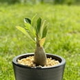 Desert Rose For Planting-Durable Perennial-Breathtaking Mixed Hued ...
