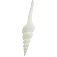 Shell Vase Filler | Imperfect Seashells Mixed Beach Seashells B Quality ...