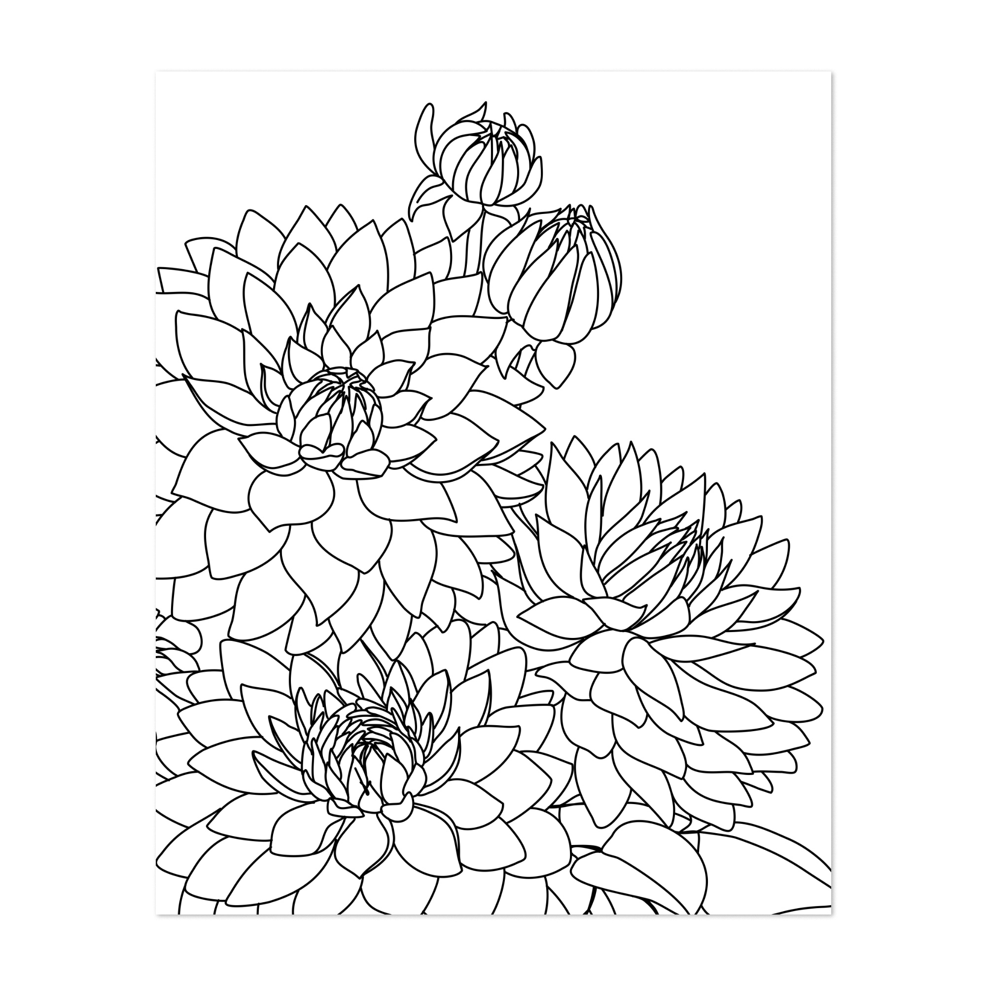 Pacey Bouquet Of Dahlias Line Art Line Drawings Botany 24 X 36 Art Print Poster Walmart pacey-bouquet-of-dahlias-line-art-line-drawings-botany-24-x-36-art-print-poster-walmart