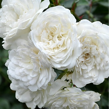 Heirloom Roses Rose Bush - Glowing Peace™ Grandiflora , Live Rose Plant ...