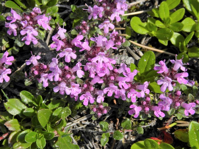 100 Graines de Thym Alias Citron à Larges Feuilles Thym Thymus ...