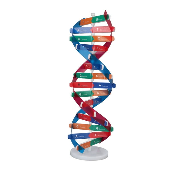 DNA Model Kit, Bright Colors Double Spiral Human DNA Model For Home ...