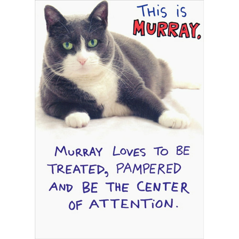 Recycled Paper Greetings Murray Funny / Humorous Cat Birthday Card ...