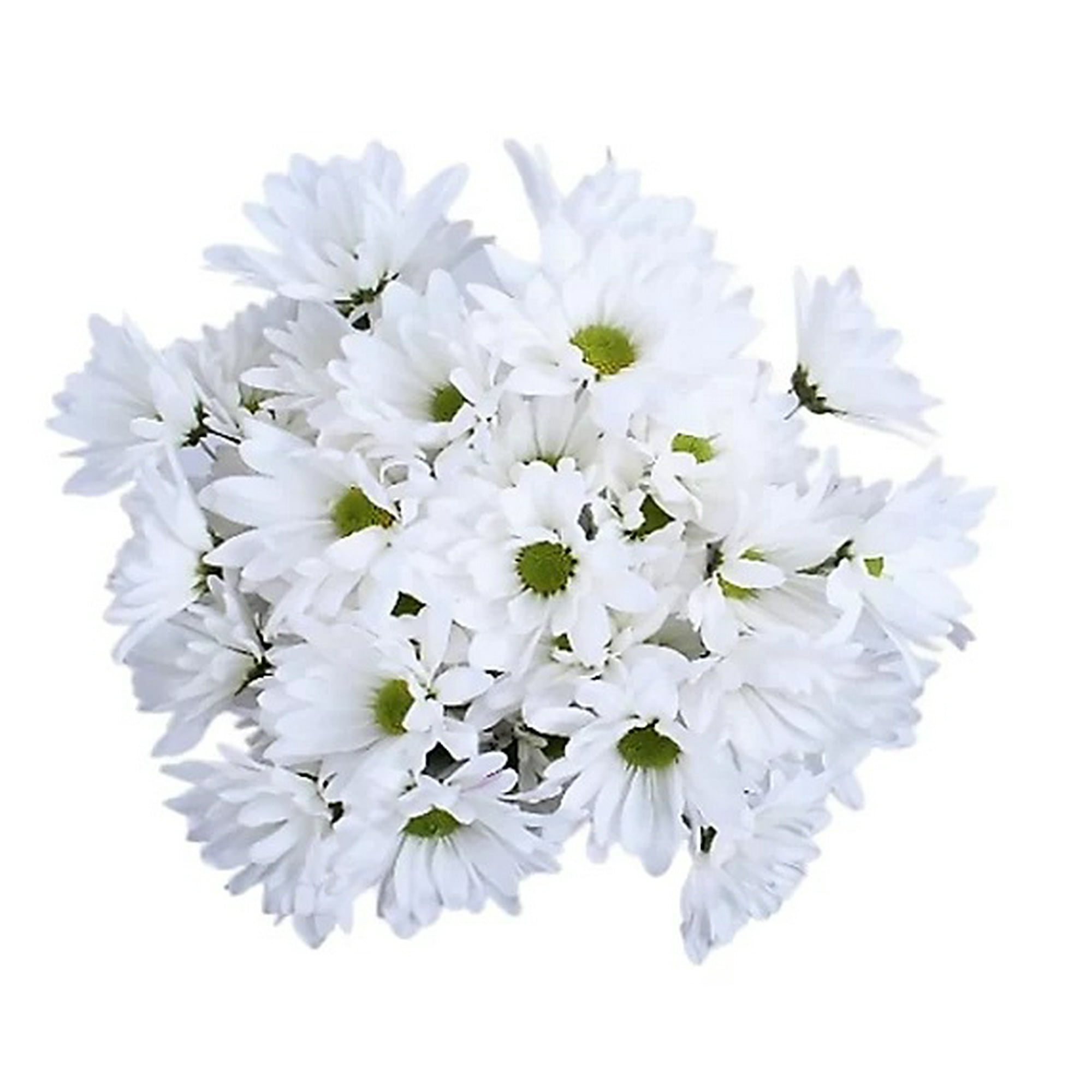 Click here for Blooms To Go Wholesale Fresh Flowers- White Daisie... prices