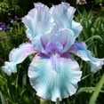 Assorted Iris Mix -Gardens Decoration-Random Color Perennial Iris for ...