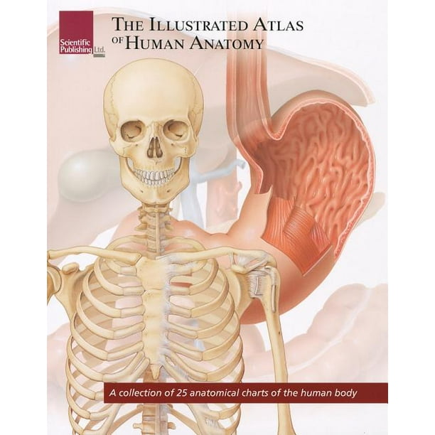 The Illustrated Atlas of Human Anatomy : A Collection of 25 Anatomical ...