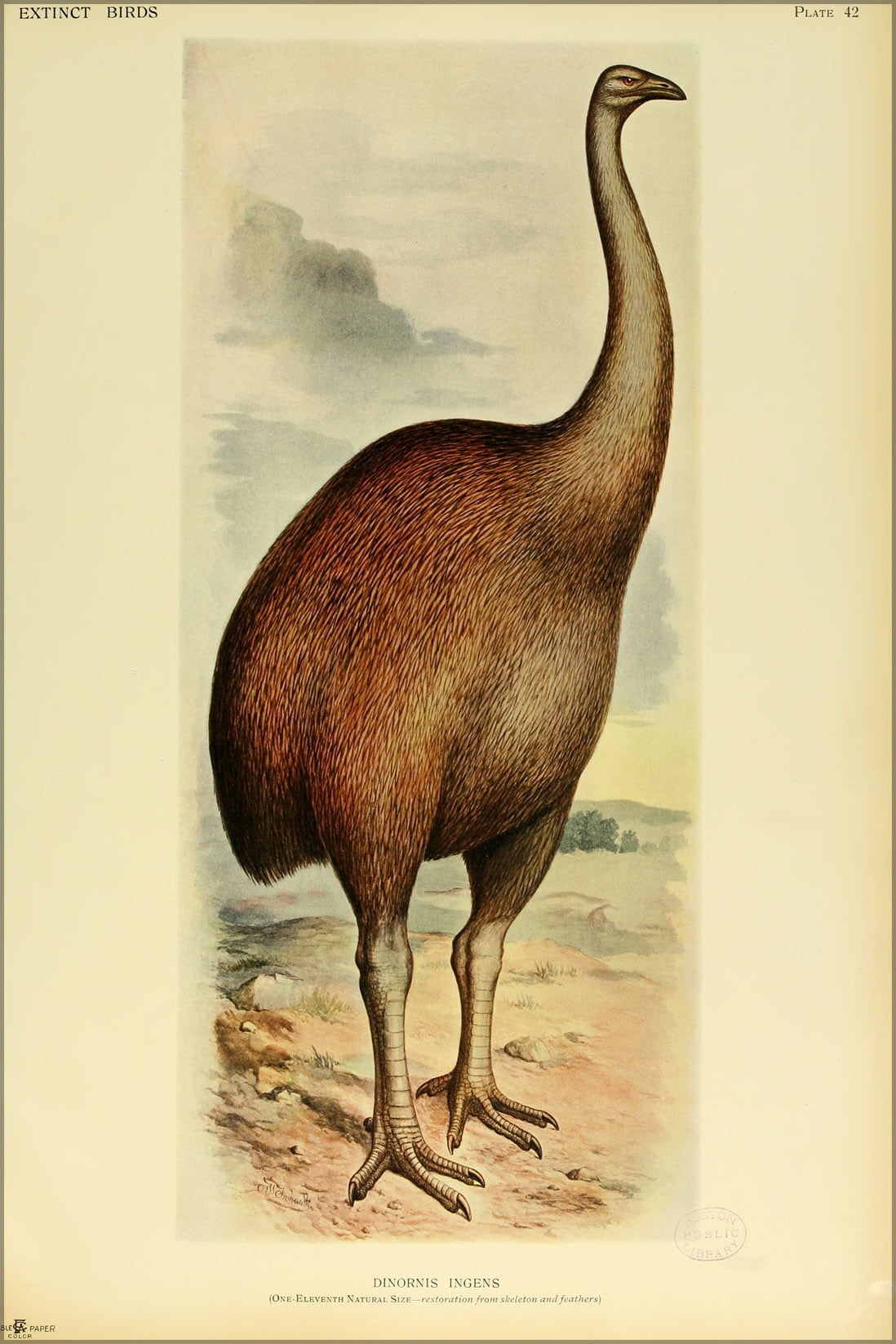 24"x36" Gallery Poster, Extinctbirds 1907 P42, The giant moa (Dinornis ...