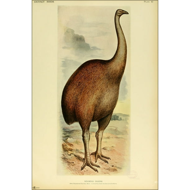 24"x36" Gallery Poster, Extinctbirds 1907 P42, The giant moa (Dinornis ...