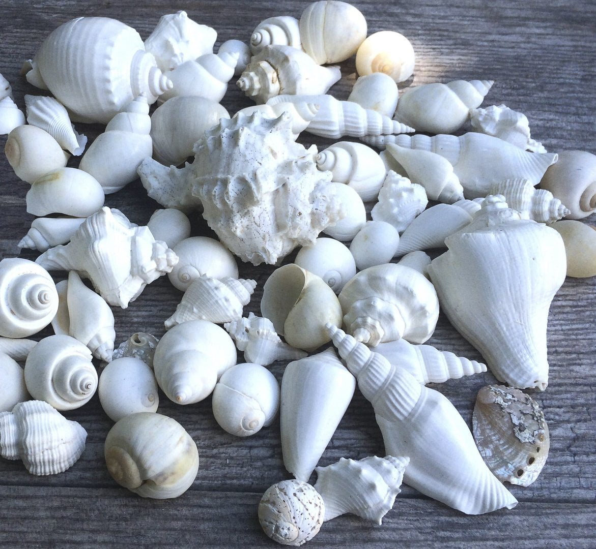 White Decorative Sea Shell Mix | 2 Pounds of Shell for Decoration ...