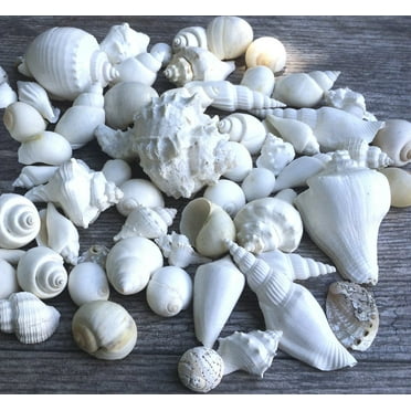 4 oz (1 Cup) Tiny Indian Ocean Shells Mix Mini Shells 1/4" Seashells ...