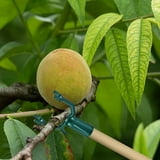 AJKSFHIU Tree Branch Support,Metal Tree Crutch Support Device ,Tree ...