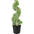 Eugenia Spiral Topiary - Live Plant in a 10 Inch Pot - Eugenia ...