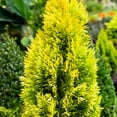 Southern Living Forever Goldy Arborvitae Live Shrub in 2-Gallon Grower ...