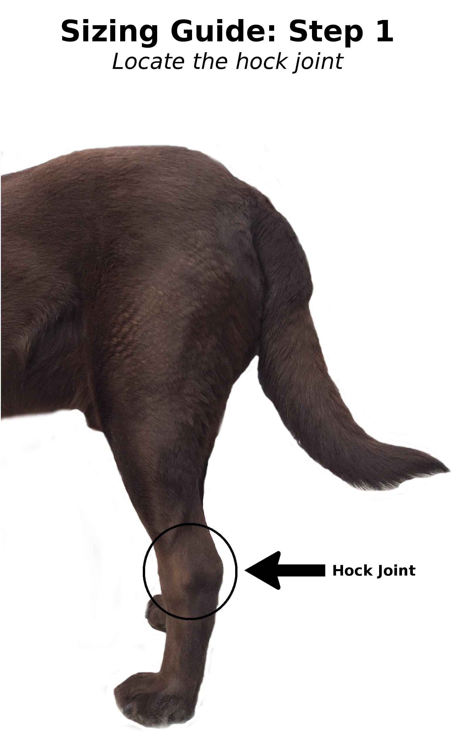 What Is The Hock Joint On A Dog