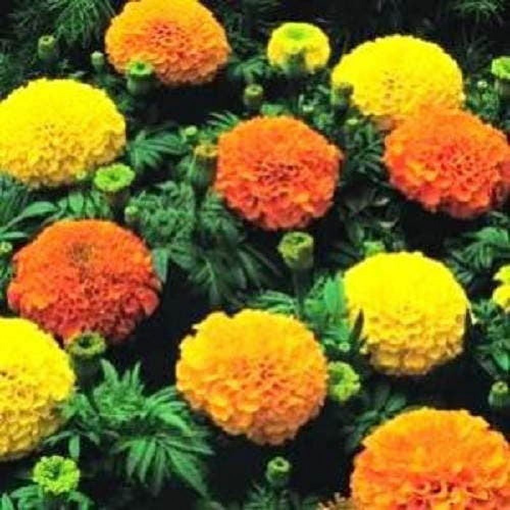 Click here for Seedville Usa 250 African Marigold Crackerjack Mix... prices