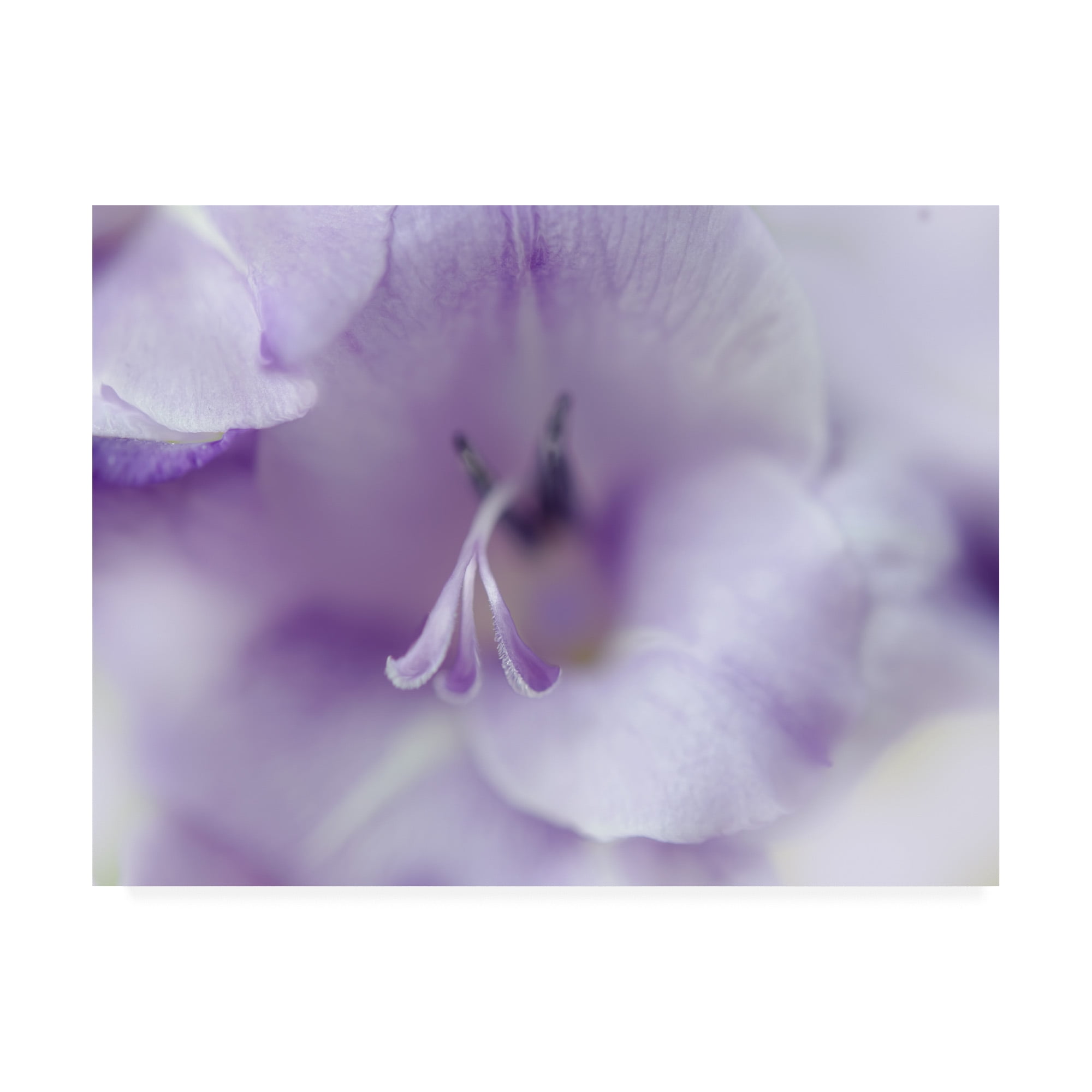 Trademark Fine Art 'A Gift in Purple II' Canvas Art by Gillian Hunt ...