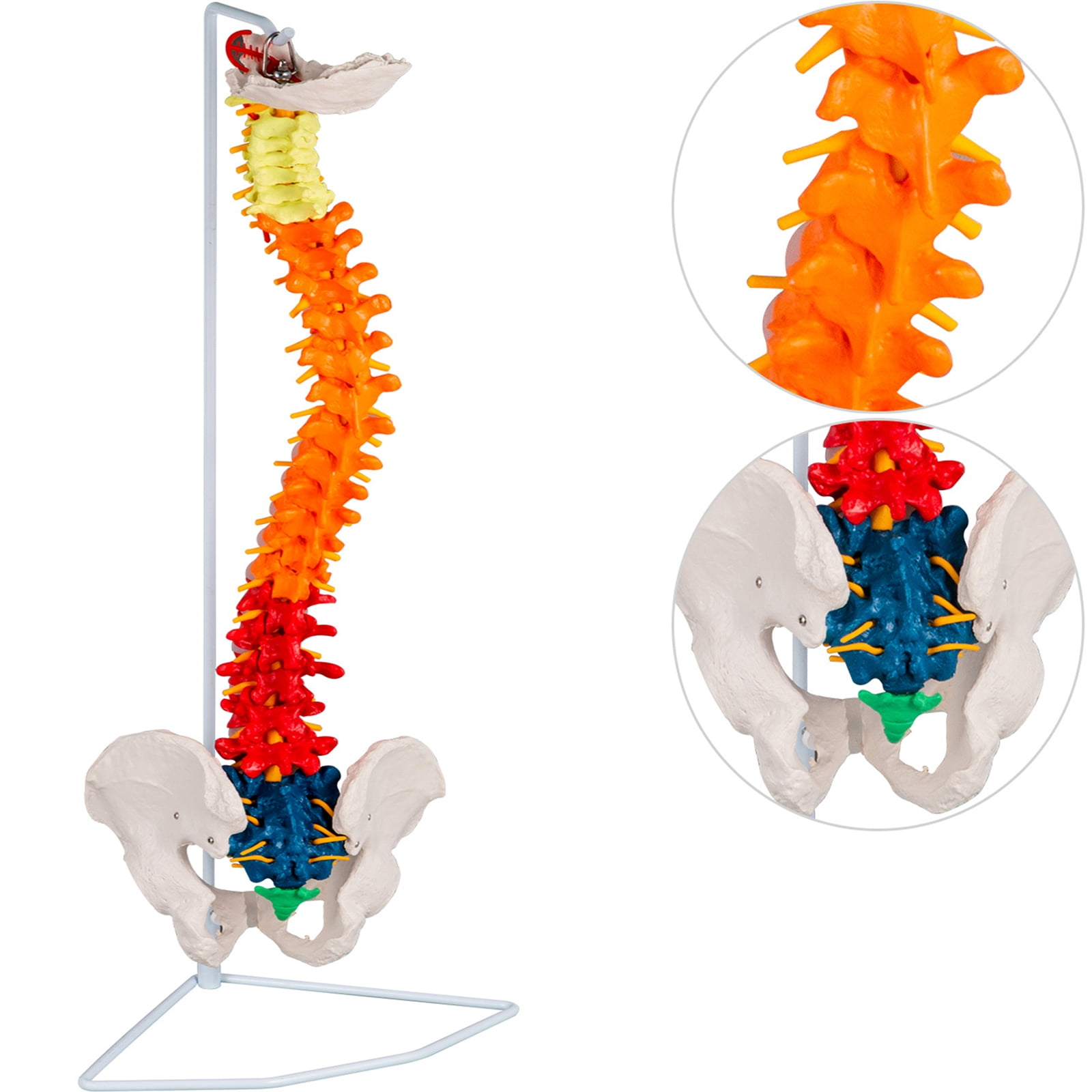 VEVOR Vertebral Column Model 33Inch/85cm Total Height Skeleton Spine ...