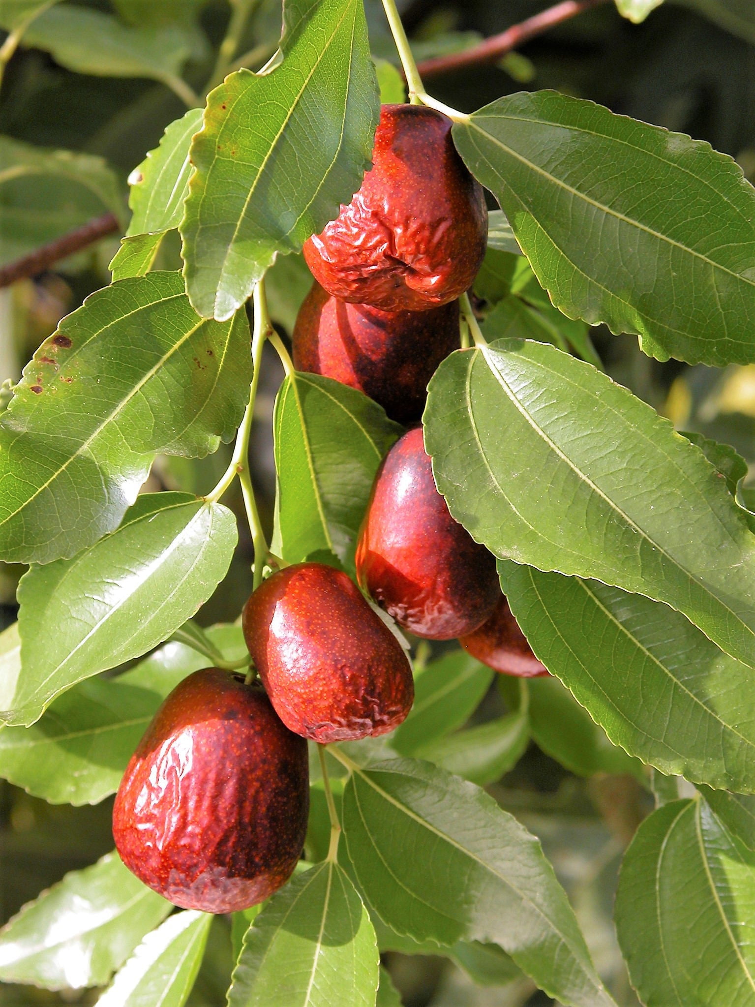 20 ASIAN DATE Jujube Ziziphus Spinosa Common Chinese Tsao Red Fruit ...