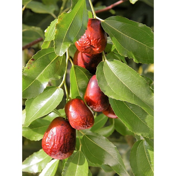 20 ASIAN DATE Jujube Ziziphus Spinosa Common Chinese Tsao Red Fruit ...