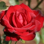 Heirloom Roses - Purple Beauty Hybrid Tea Rose Bush - Fragrant Roses ...
