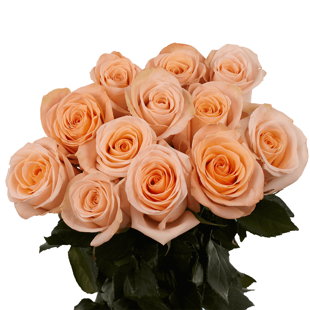 One Dozen Peach Roses- Fresh Flower Delivery - Walmart.com