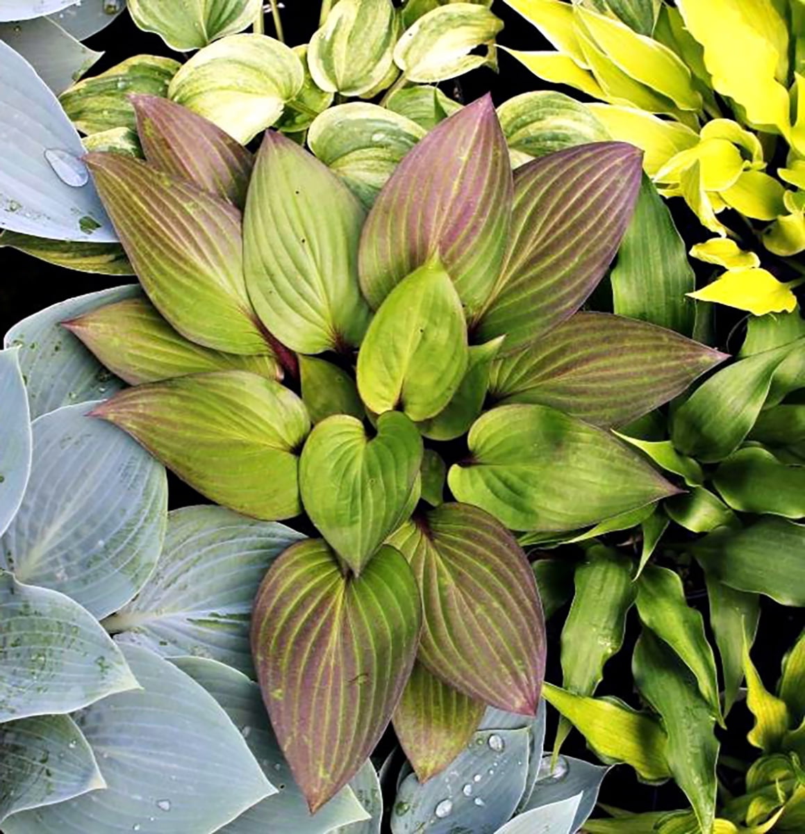 First Blush Hosta - Deep Green with Red Edges - 4" Pot - Walmart.com