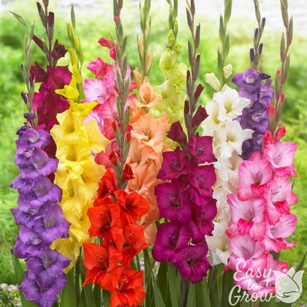Easy to Grow Begonia Giant Ruffled Mix 6 Plant Bulbs, Colorful Blooms ...