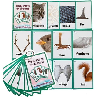 Cat Body Parts For Kids