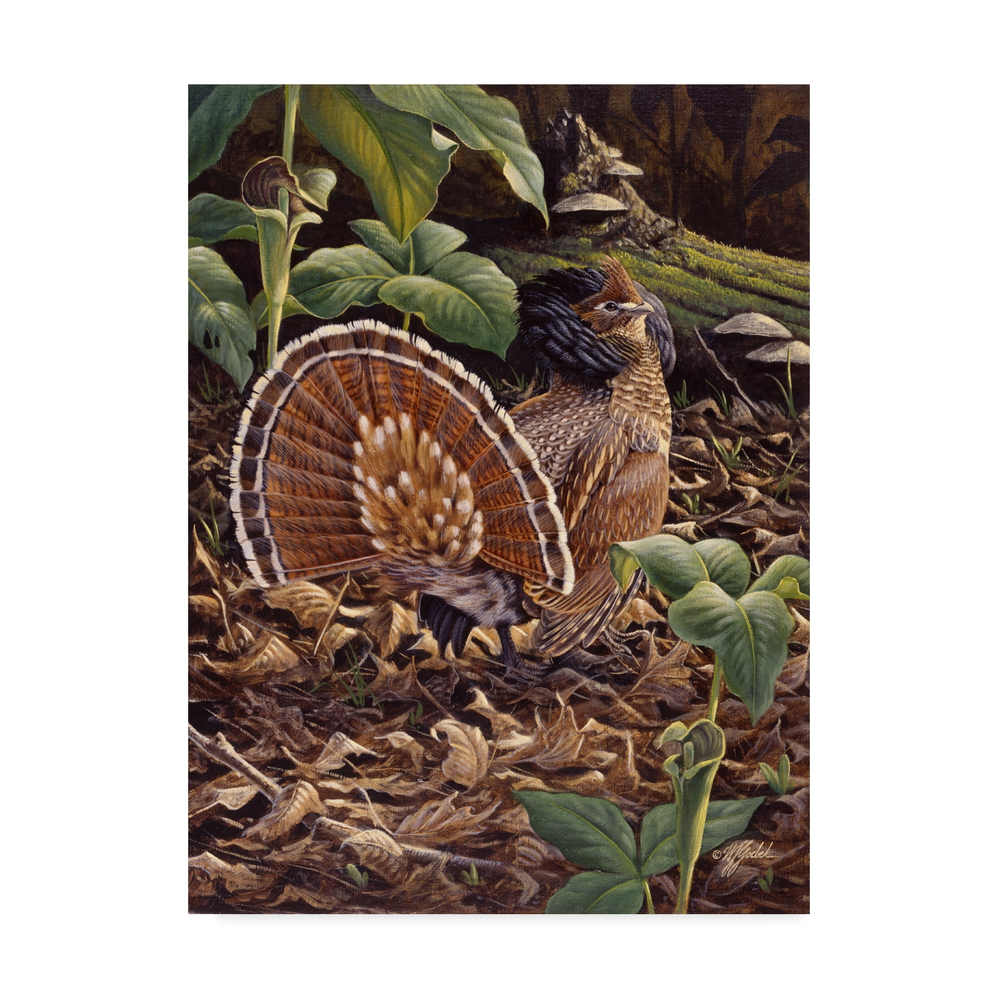 Trademark Fine Art 'May Display Ruffed Grouse' Canvas Art by Wilhelm ...
