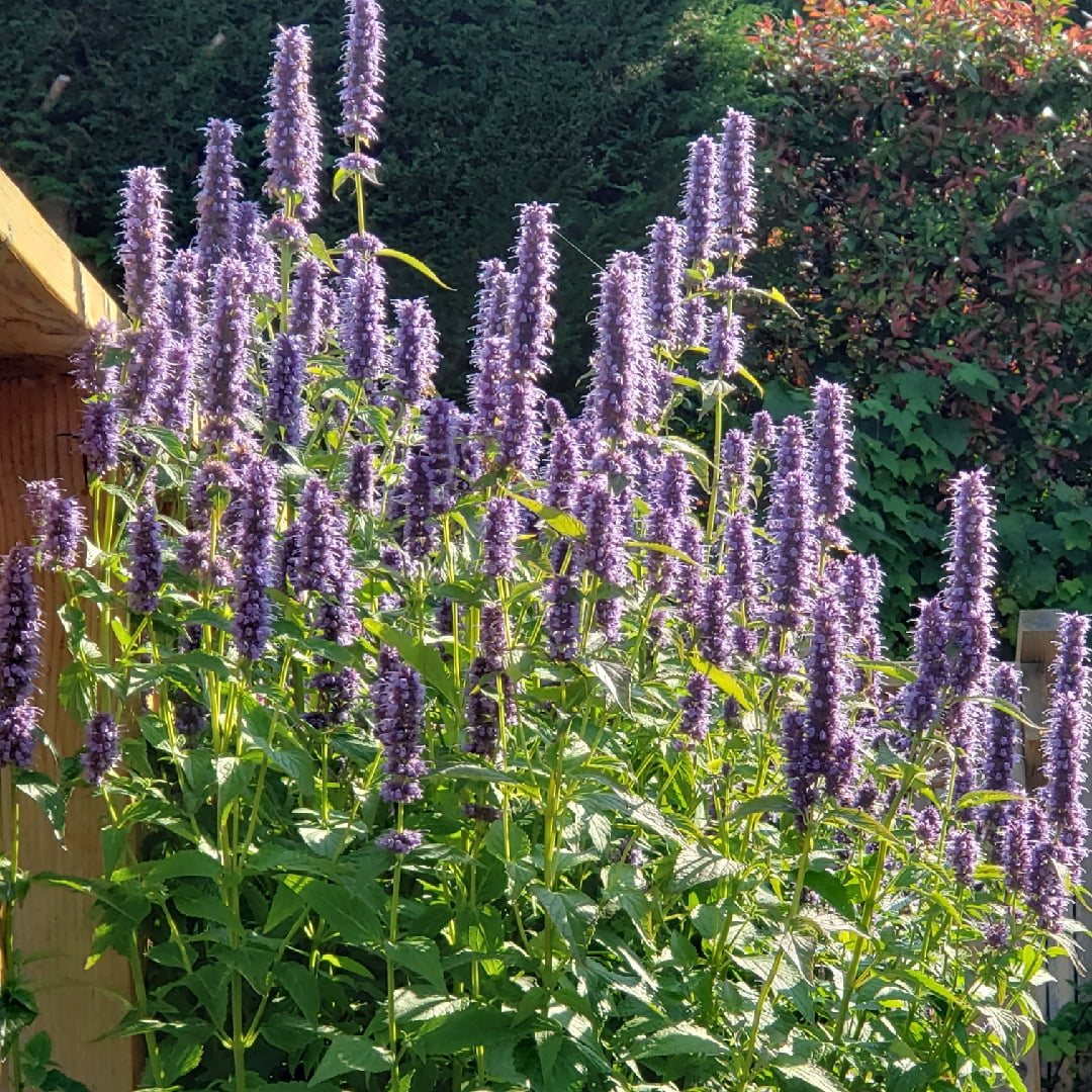 Anise Hyssop -Agastache foeniculum- Native Perennial- Live Starter ...