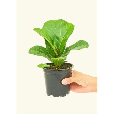 Fiddle Leaf Fig Tree - Live Plant in a 10 Inch Pot - Ficus Lyrata ...
