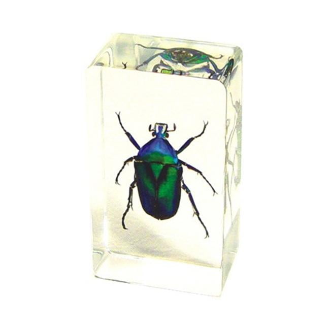Ed Speldy East PW201 Real Bug Paperweight Regular-Medium-Green Chafer ...