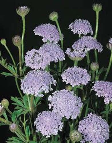 Didiscus Caeruleus Lacy - Blue Nice Garden Flower 50 Seeds - Walmart ...