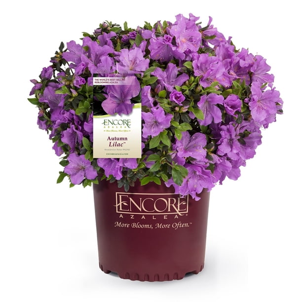Encore Azalea Autumn Lilac with Purple Blooms Live Shrub - Walmart.com
