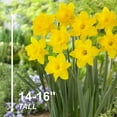 Garden State Bulb King Alfred Daffodil Flower Bulbs, 14/16cm (Bag of 25 ...