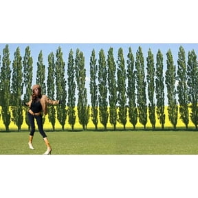 Austree Hybrid Willow Tree: 12 Fastest Growing Live Trees for Yard ...
