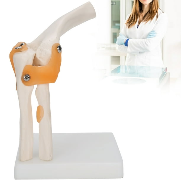 Elbow Joint Model, Flexible Life-Size Detachable with Ligaments Knee ...