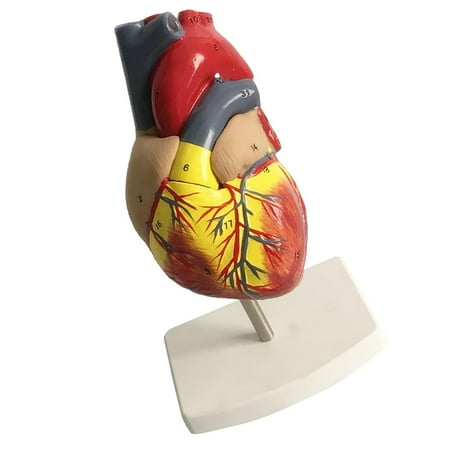 keepw Realistic Human Heart Viscera Model for Anatomy Education Type 1 ...