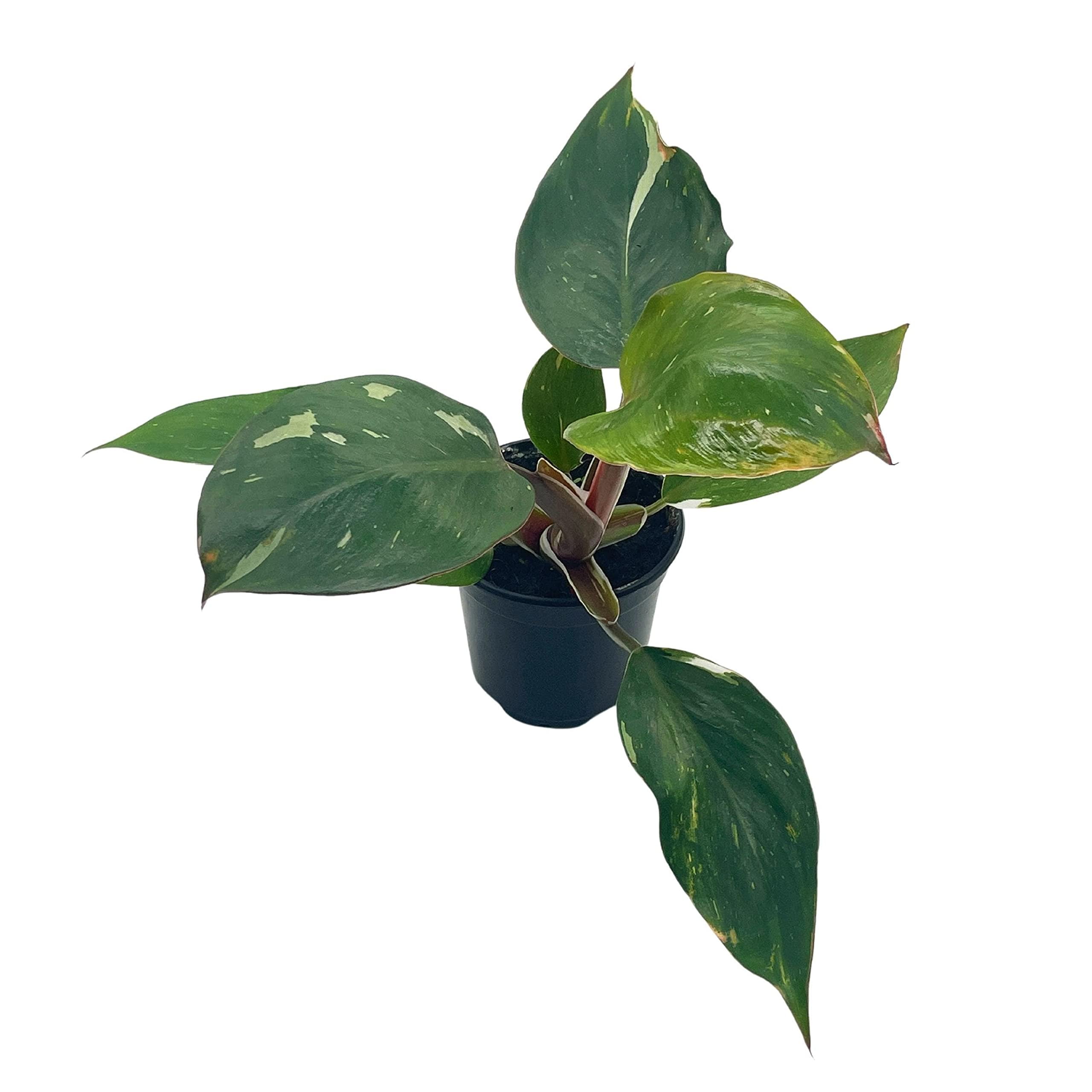 Philo White Knight, 4 inch, Rare Variegated Philodendron erubescens ...