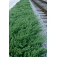 Parsoni Juniper 3 Extra Large 3 Gallon Plants Healthy Drought-Resistant ...