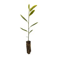 Incense Cedar | Medium Tree Seedling | The Jonsteen Company - Walmart.com