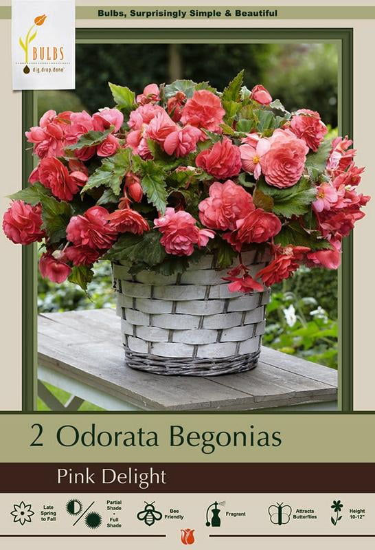 Pink Delight Begonia Odorosa 2 Bulbs -The First Truly Fragrant Begonia ...