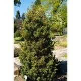 60 Organic Seeds COMMON JUNIPER (20 Berries) Juniperus Communis Tree ...