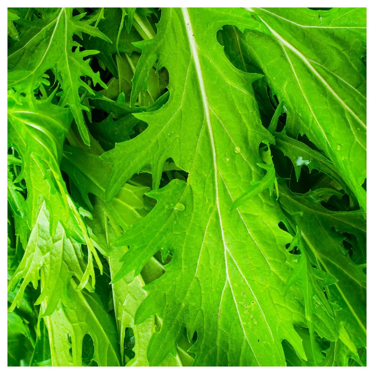 Everwilde Farms - 1/4 lb Organic Mizuna Chinese Cabbage Seeds - Gold ...