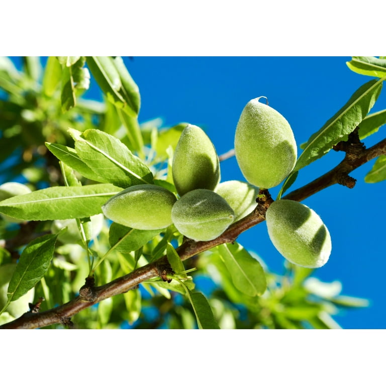 Slivered Almonds Walmart