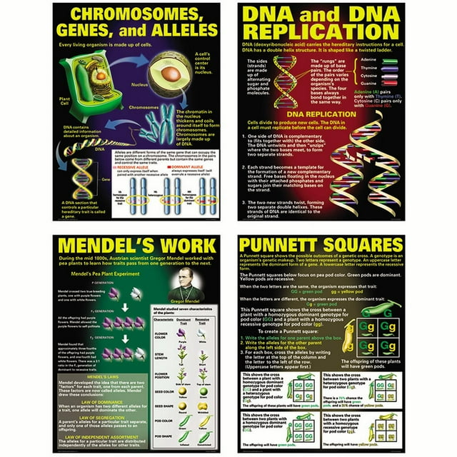 DNA & Heredity Posters, Set of 4 | Bundle of 10 Sets - Walmart.com