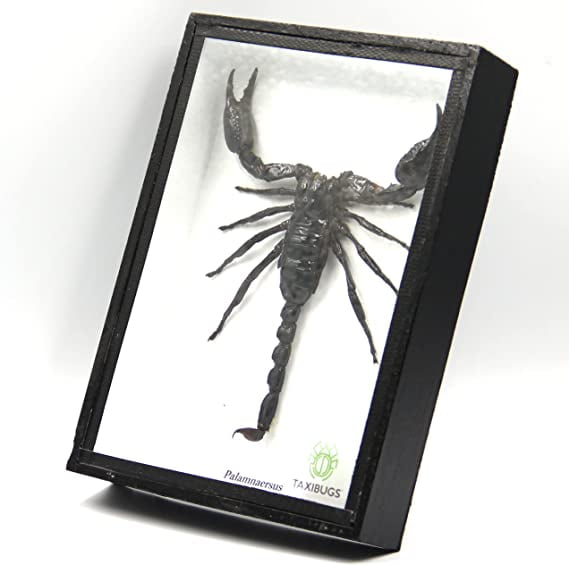 TAXIBUGS Real Exotic Poisonous Scorpion – Preserved Taxidermy Insect ...