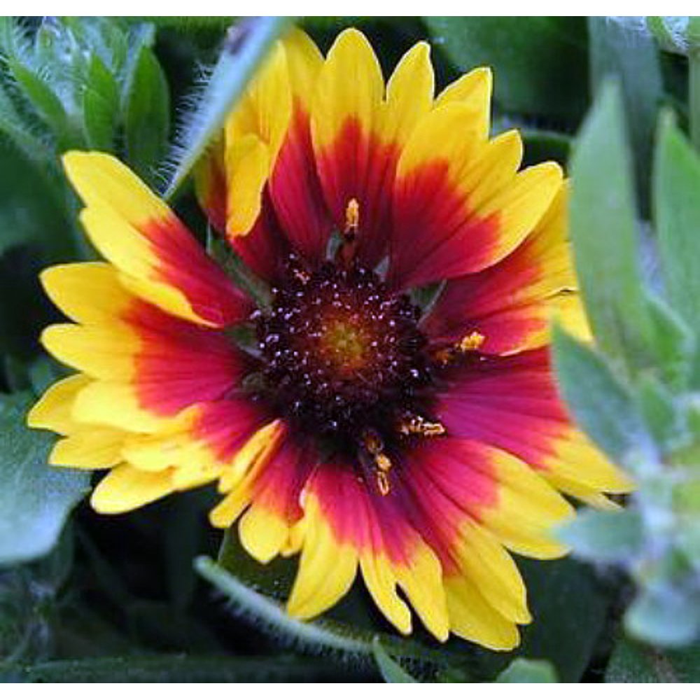 Goblin Blanket Flower - Gaillardia - Live Plant - Quart Pot - Walmart ...