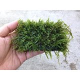 Java Moss - Easy Live Fresh Water Aquarium Plants - Walmart.com
